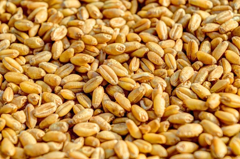 What is Nutritive Components of Diet: Essential Insights - Purefitjourneys